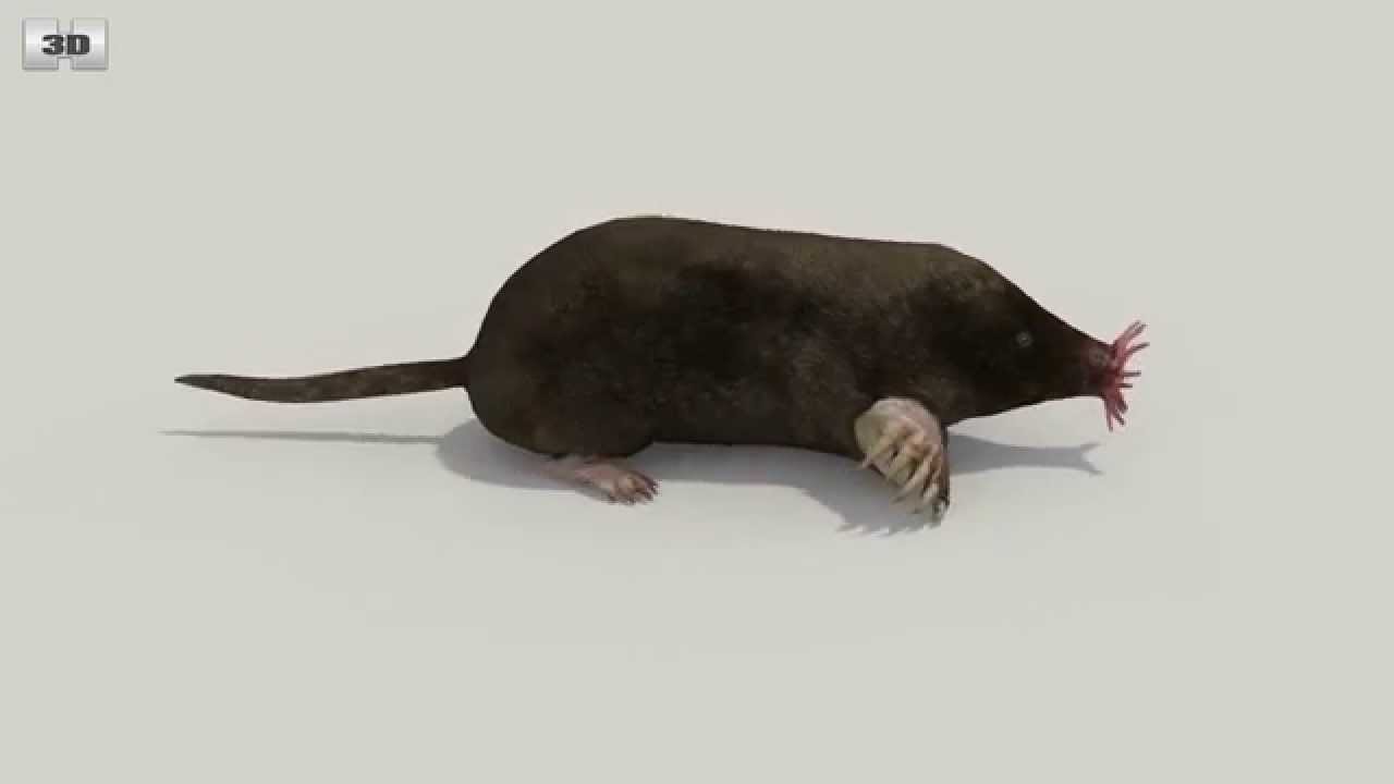 Star-Nosed Mole Low Poly 3D model by 3DModels.org - YouTube