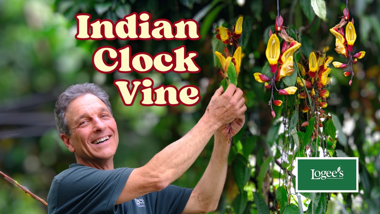 The Spectacular Indian Clock Vine! - YouTube