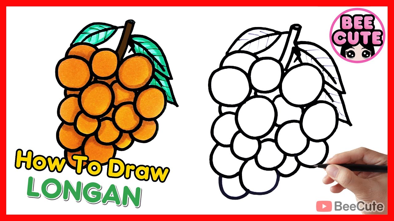 How to draw longan Fruits | Drawing and coloring longan | Bee Cute ...