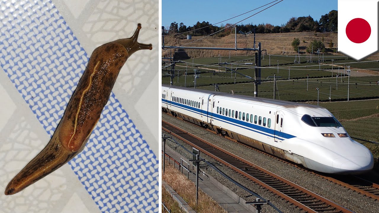 Slug fries power, throws Japan rail system into chaos - TomoNews - YouTube