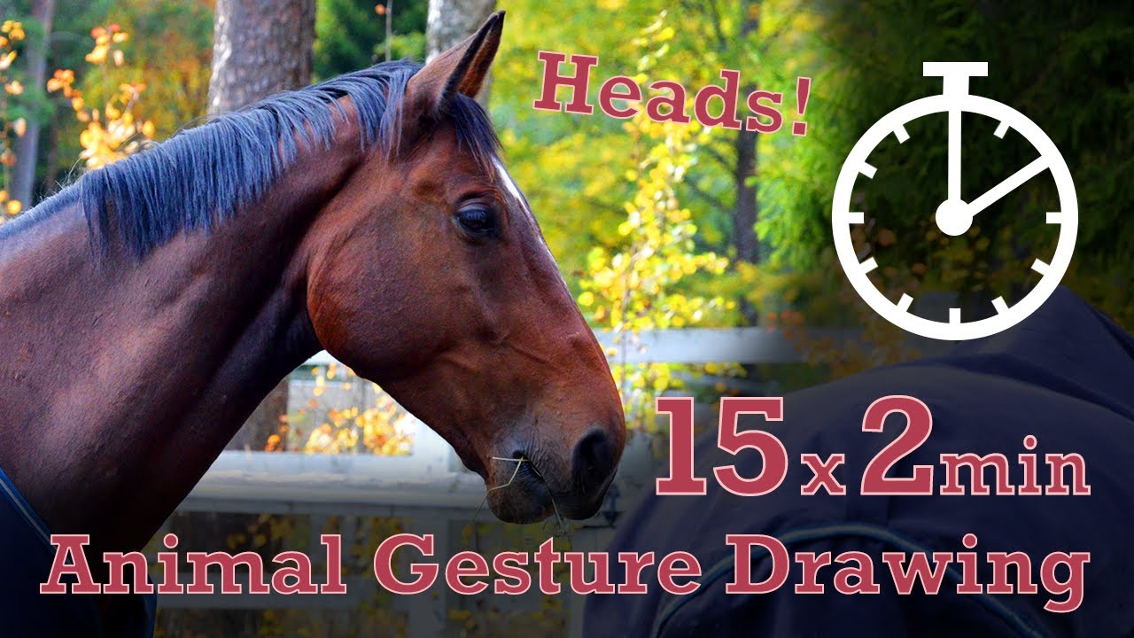 Animal Drawing References #60 - 15x2min poses - Horse Heads - YouTube