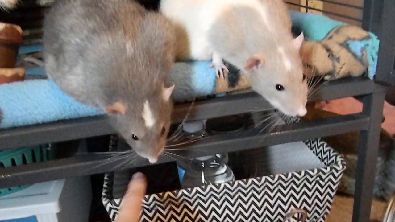 Rat Room Tour from 2017 - YouTube