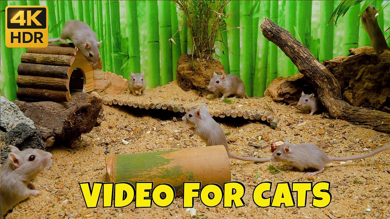 Cat TV 😺 Mice Hiding, Climbing and Digging in Sand | 8 Hours of Mouse ...