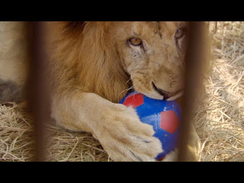 Preview: Saving the Lions - YouTube