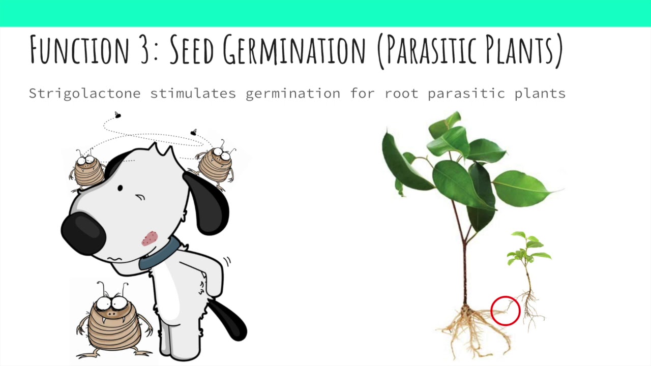The Functions of Strigolactones in Plants - YouTube