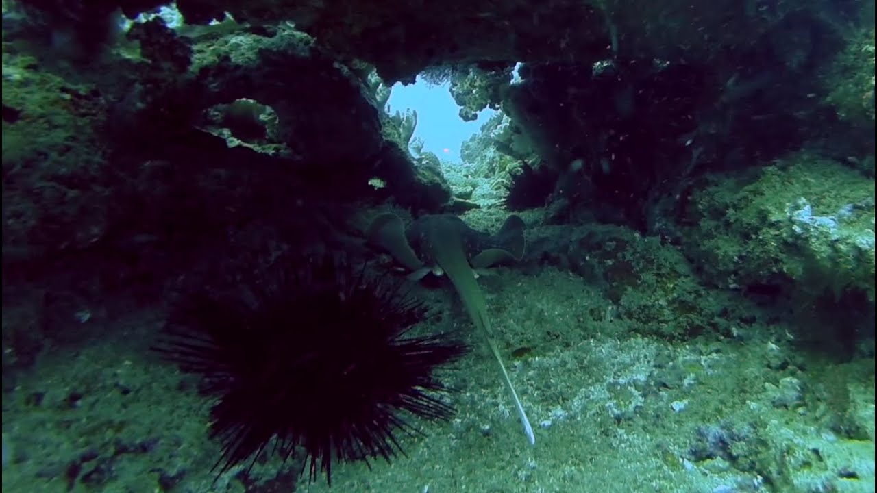 SCUBA Sodwana Bay - Part 3 of 5- Fish Schools! - Coral Divers ...