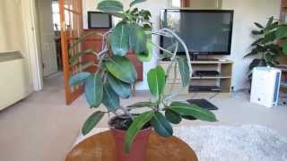 My Madagascan Jasmine