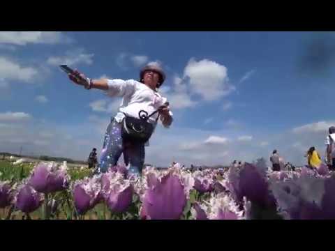 Bulaklak with Lyrics by ViVA hotbabes - YouTube