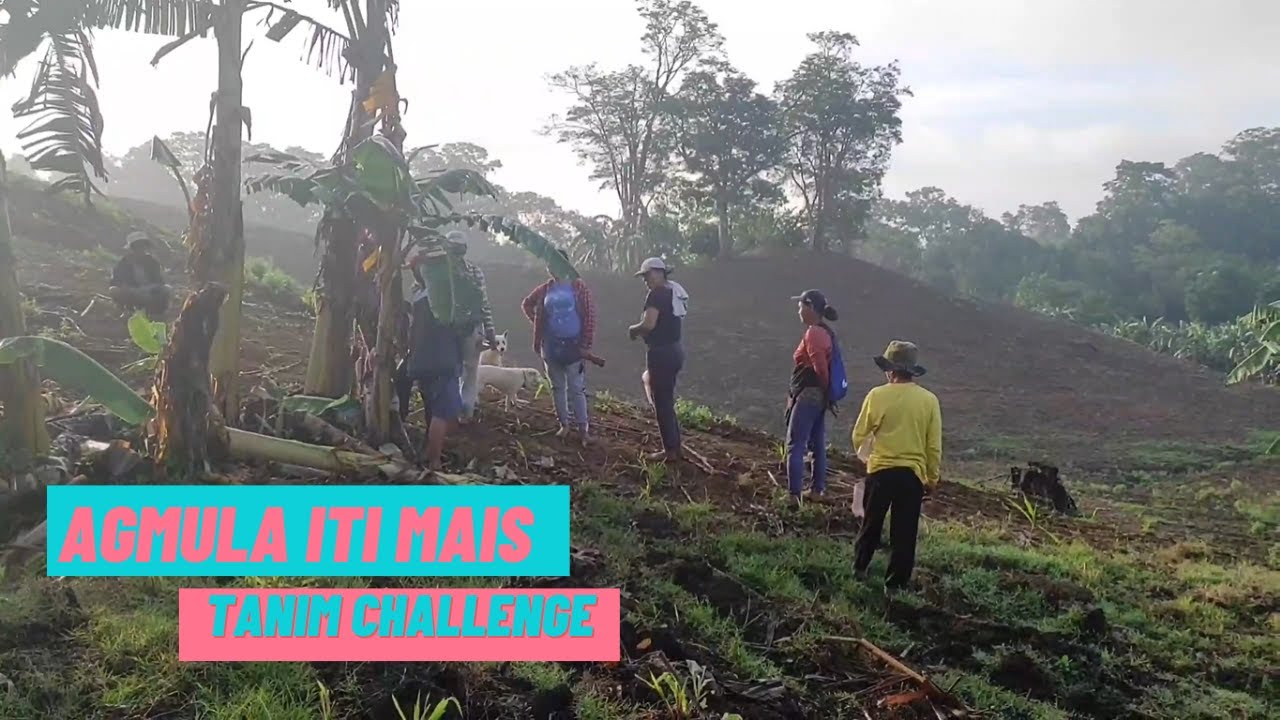 TANIM NG MAIS - YouTube