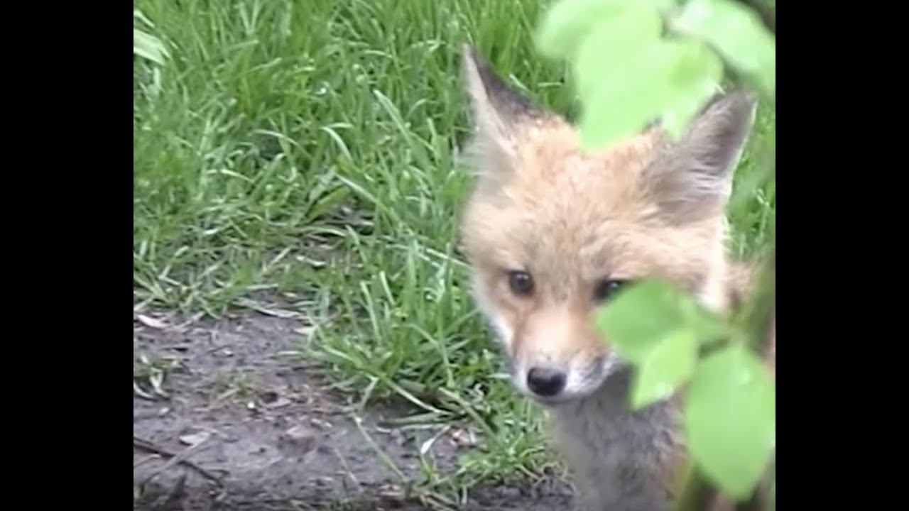 My 3 Foxes - YouTube