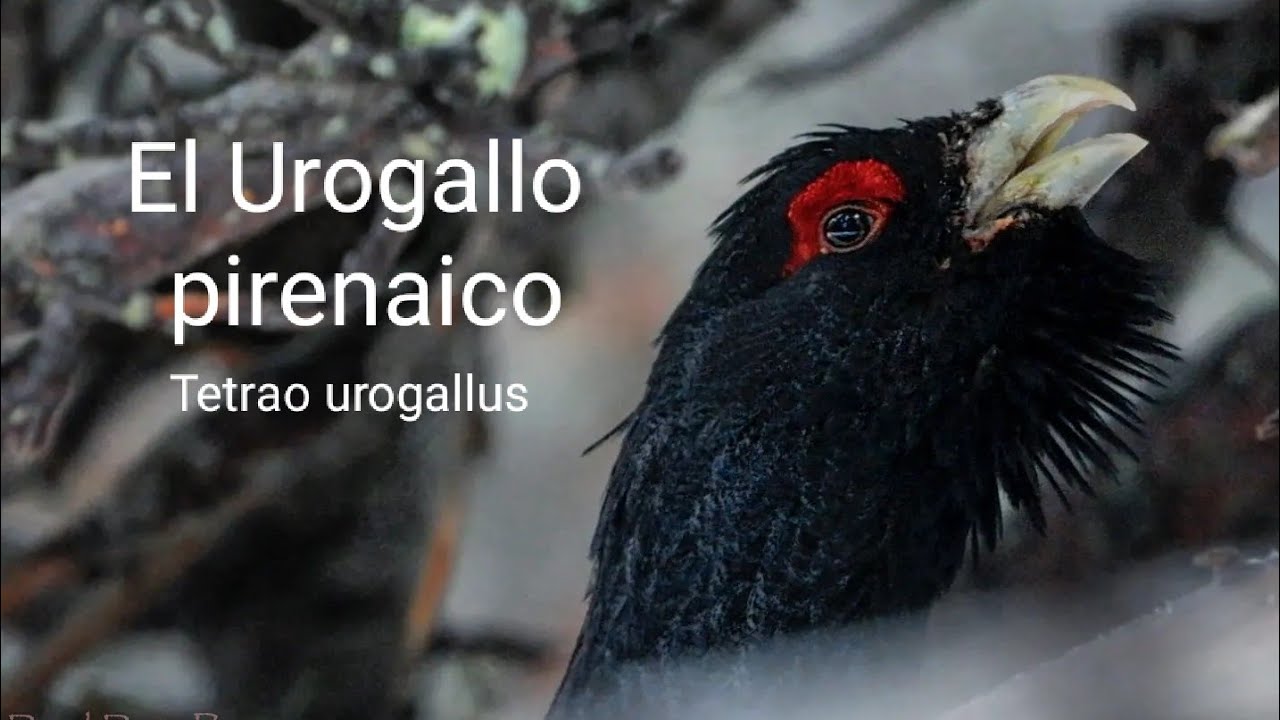 El Urogallo pirenaico (Tetrao urogallus) - Western Capercaillie / Le ...