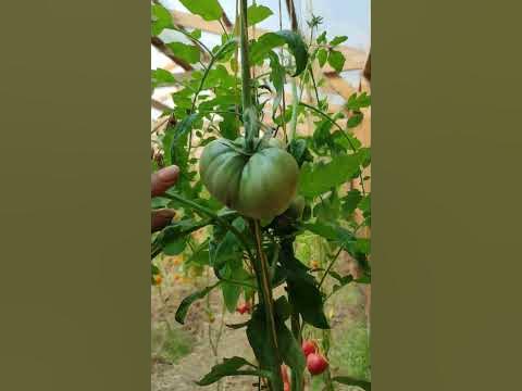Томат Тырновский Оранжевый - YouTube
