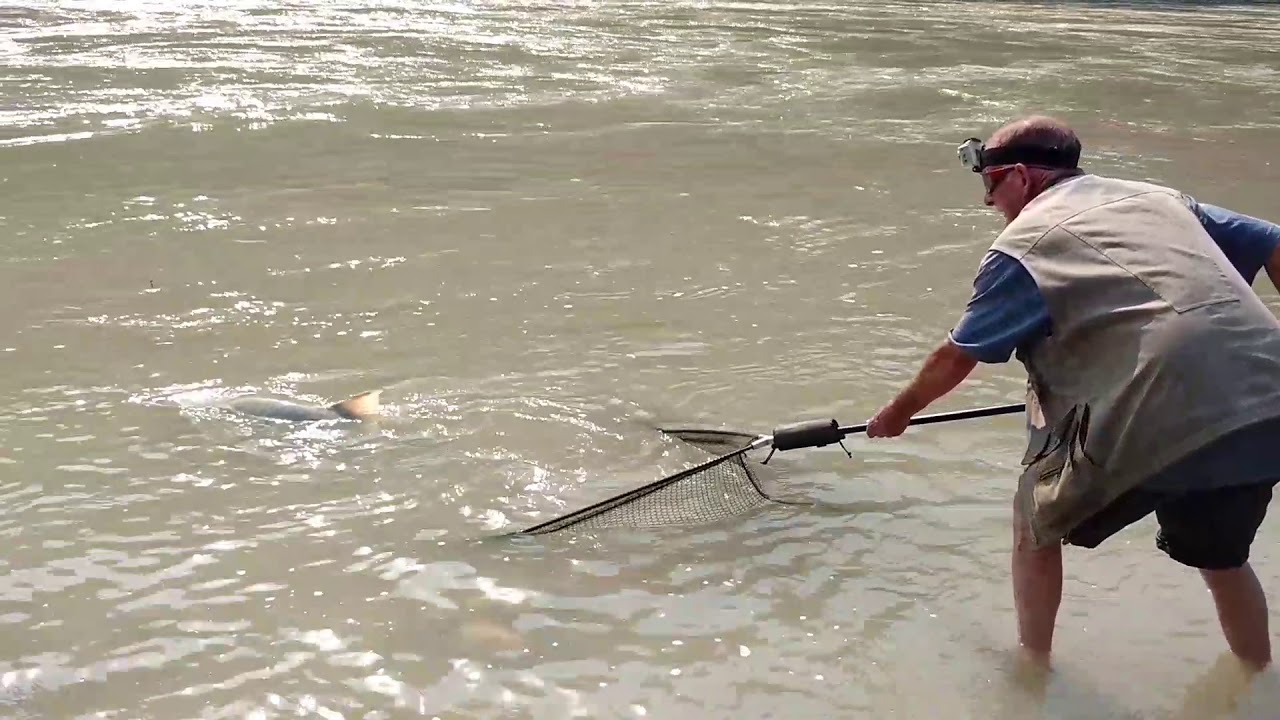 66lb (30kg) Golden Mahseer World Record - The GREATEST Fish - YouTube