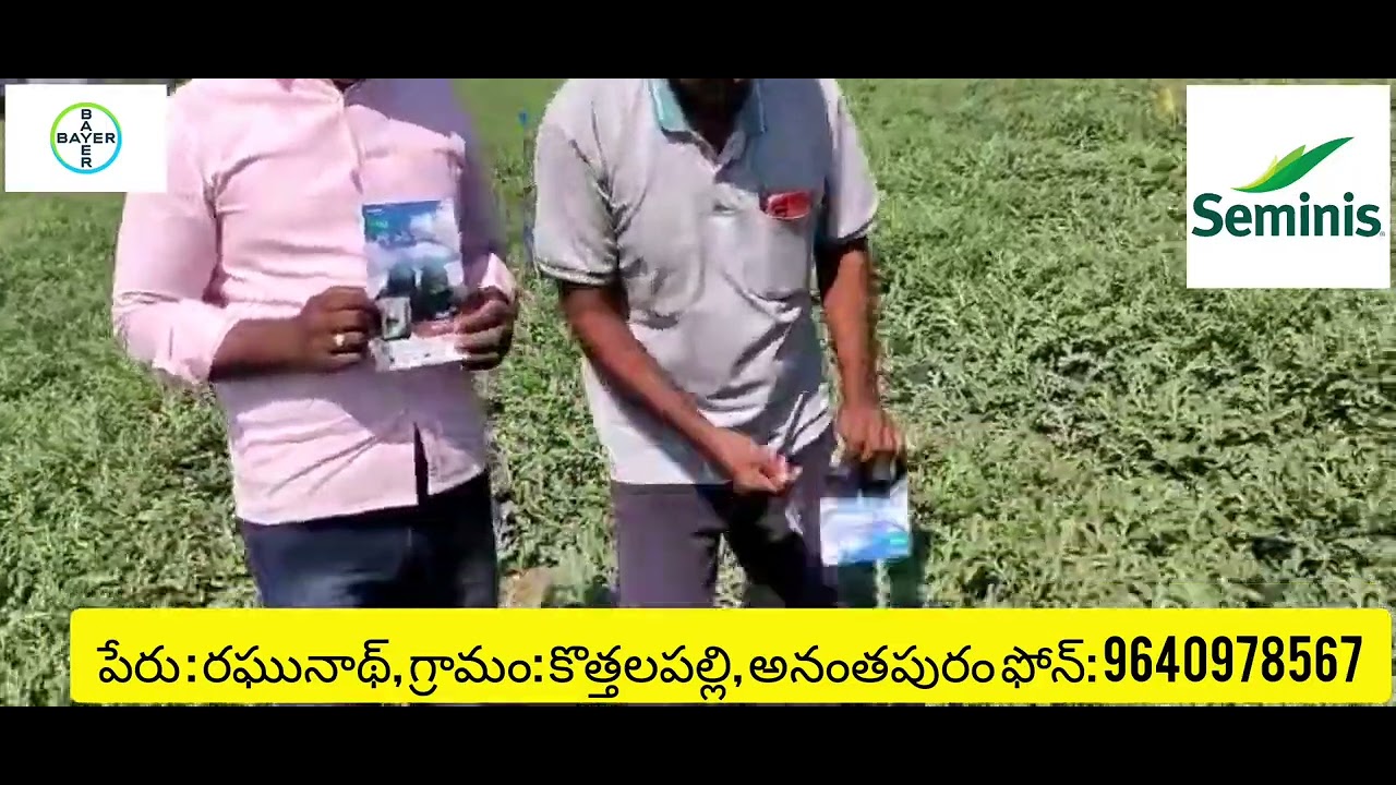 Bayer Seminis icebox watermelon 🍉 ( Dilkash)👌👌 - YouTube