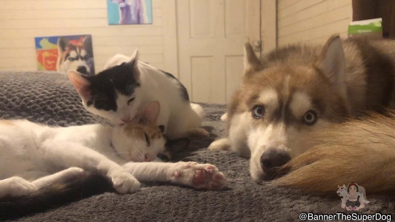 Happy Husky and Cats - YouTube