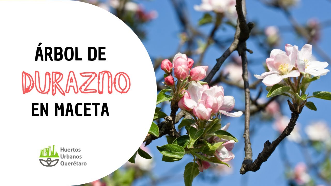 Arbol De Durazno