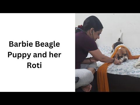 Funny Barbie Beagle Puppy and her Roti😆@SeemaCreativity - YouTube