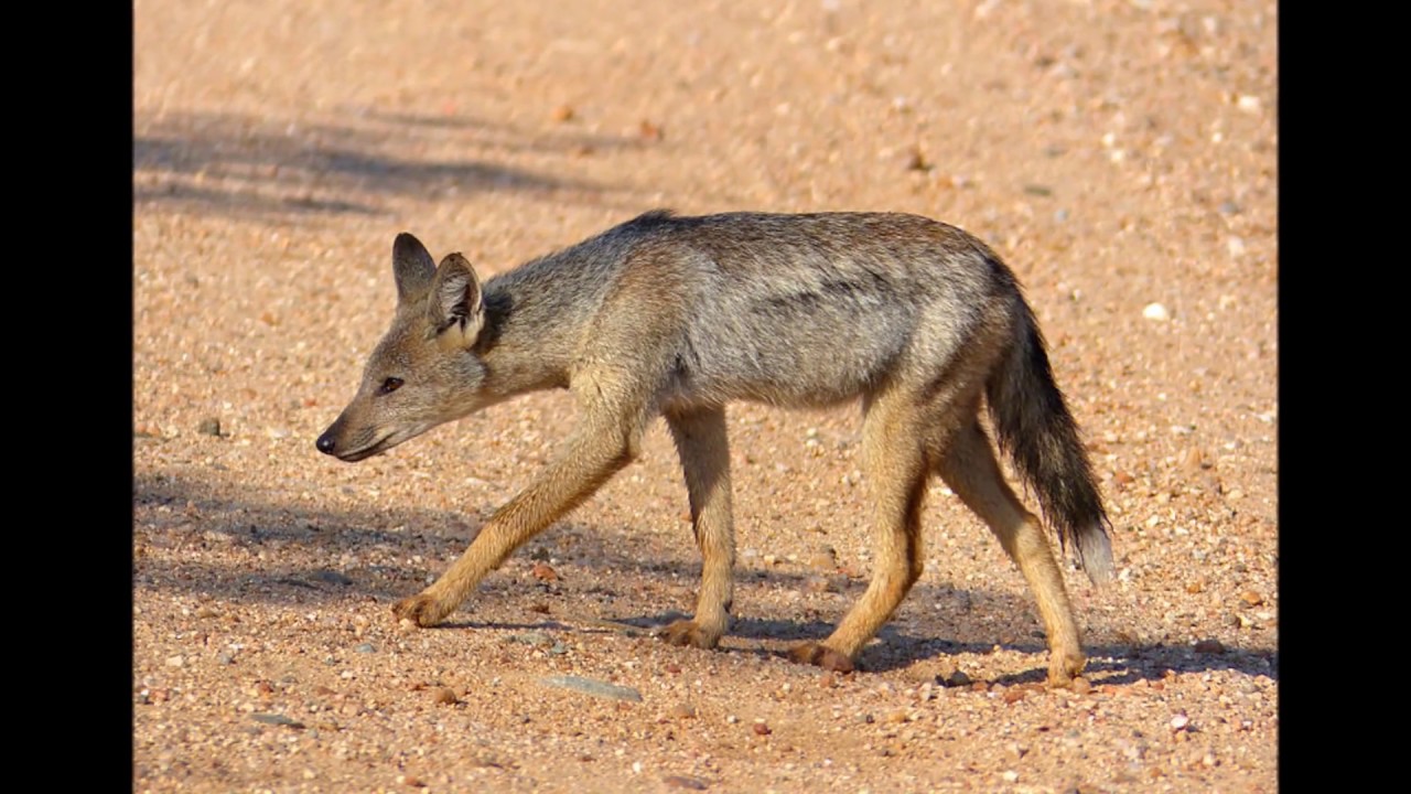 Les Animaux sauvages / Le Chacal - YouTube