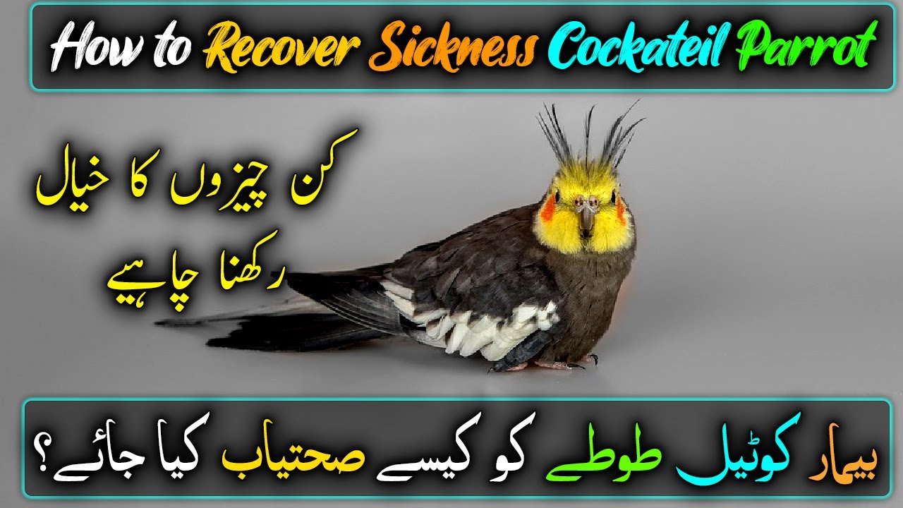 How to Recover Sickness Cocktail parrot video - Bemaar Cocktail - YouTube