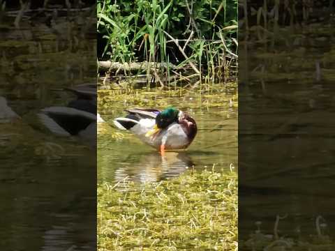 Contemplation 🐦📺🦭 N°18