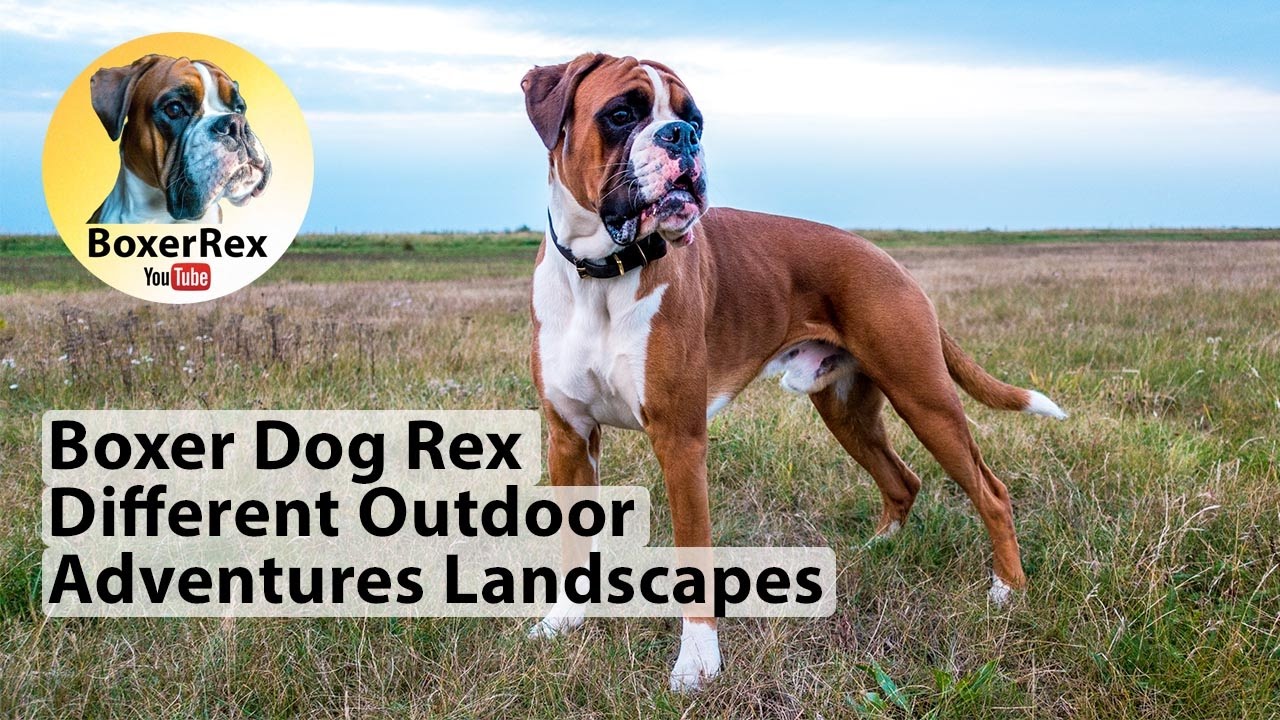 Boxer Dog Rex Alternative Outdoor Landscapes 💗 - YouTube