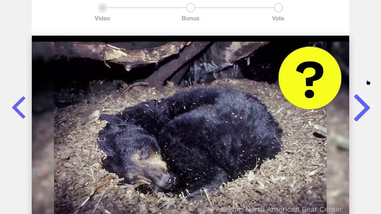 Why Bears Hibernate Week 3 - YouTube