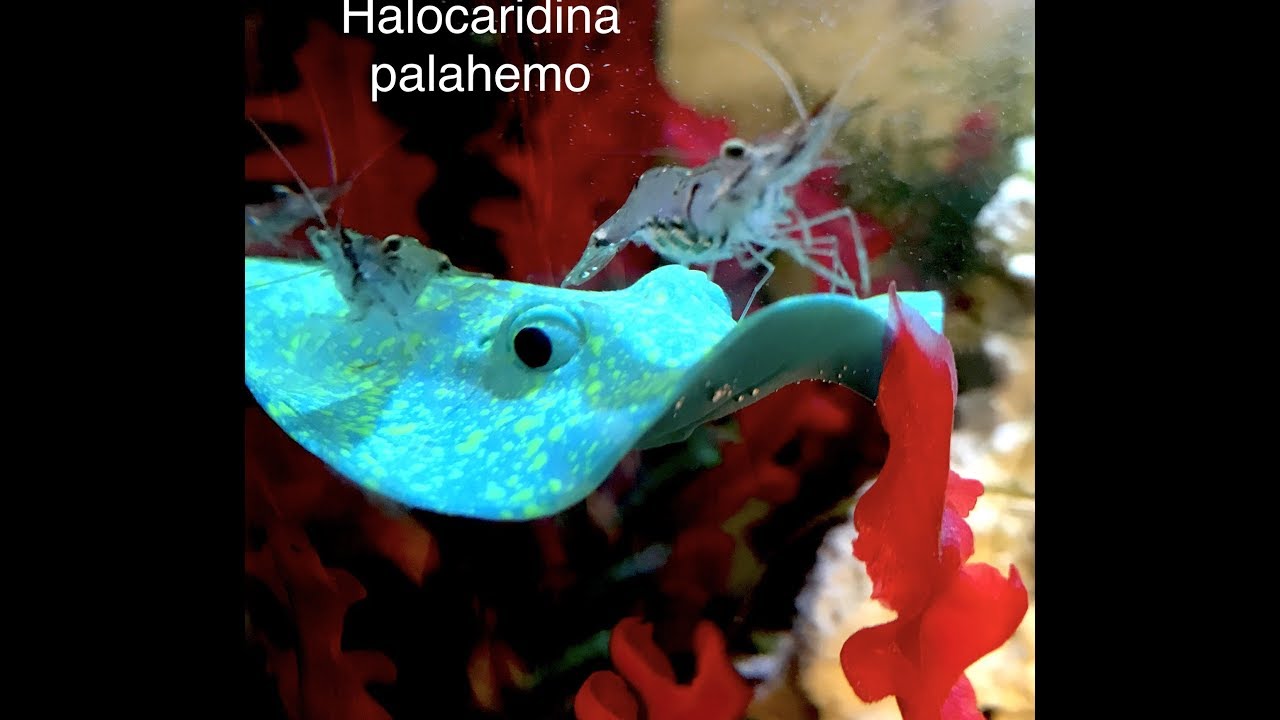 Hawaiian Opae Opa'e Ula Brackish Water Shrimp - YouTube