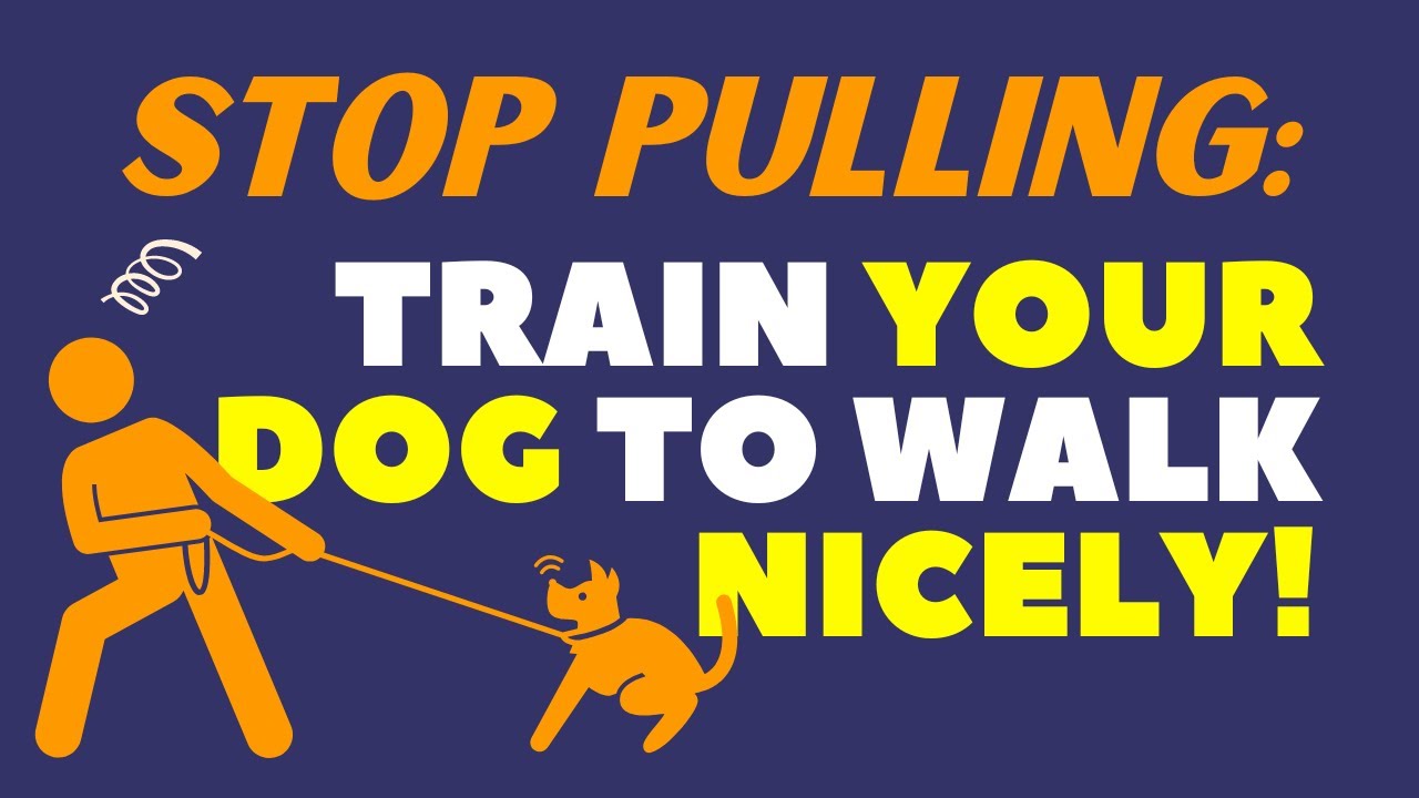 Walk in Harmony: How to Train Your Dog to Stop Pulling on Leash! - YouTube