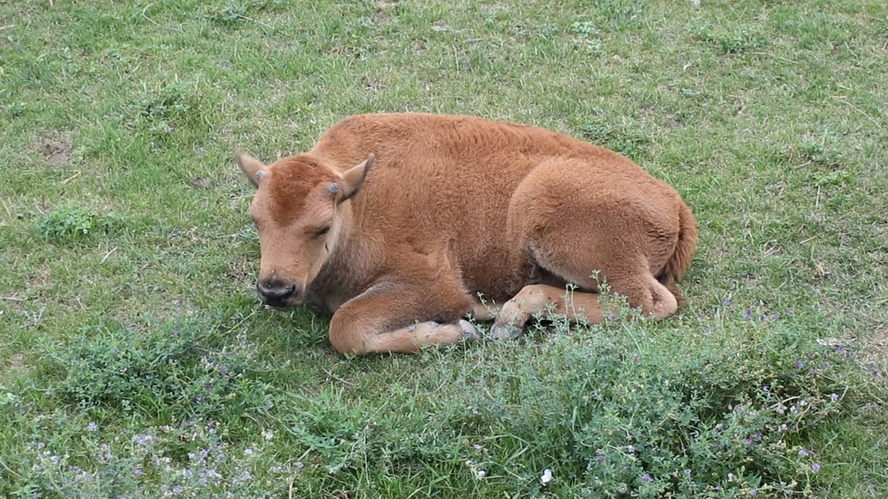 Meet Jay the baby bison - YouTube