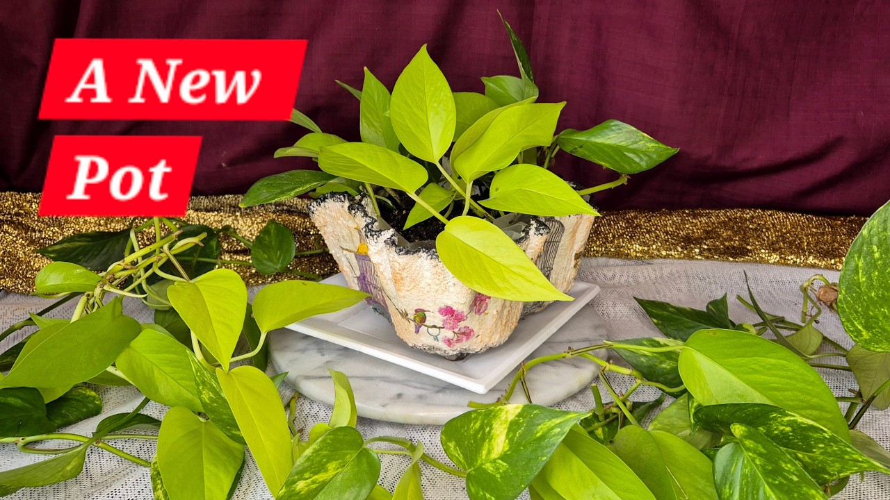 Re-potting my Out-of-Control Ivy into a Concrete Pot - YouTube