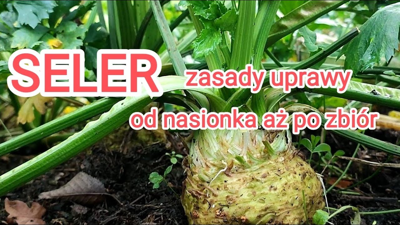 Seler zasady uprawy. Od nasionka aż po zbiór. - YouTube