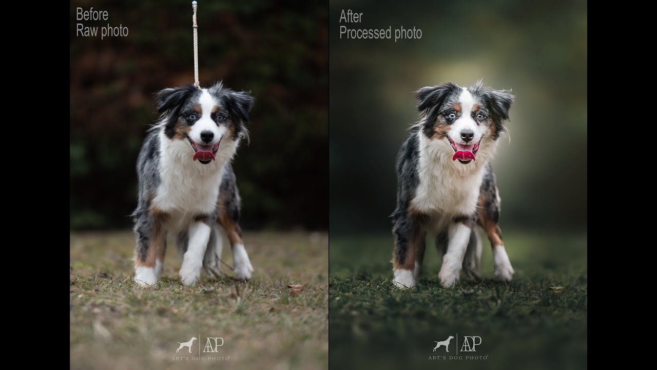 Dog photo editing with post-processing background blur and bokeh in ...
