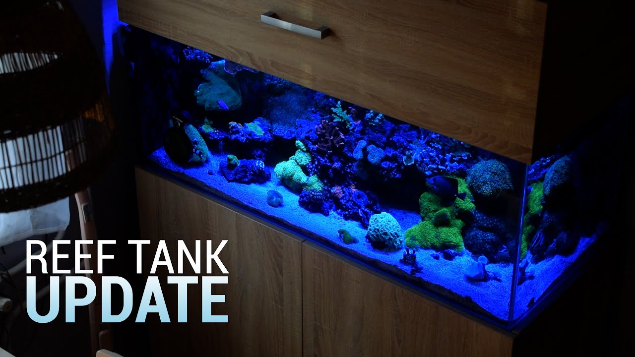 Reef Tank Update - March | Reef Things - YouTube