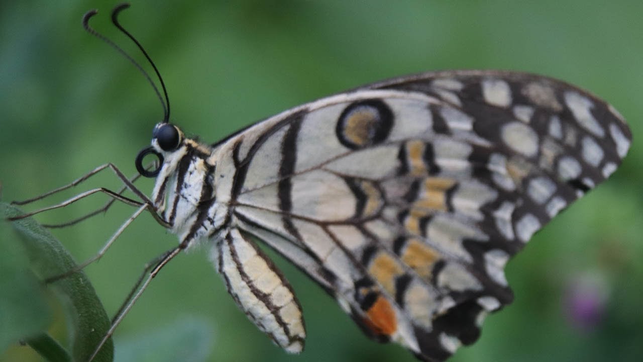 Butterfly II Grasshopper II Bugs - YouTube