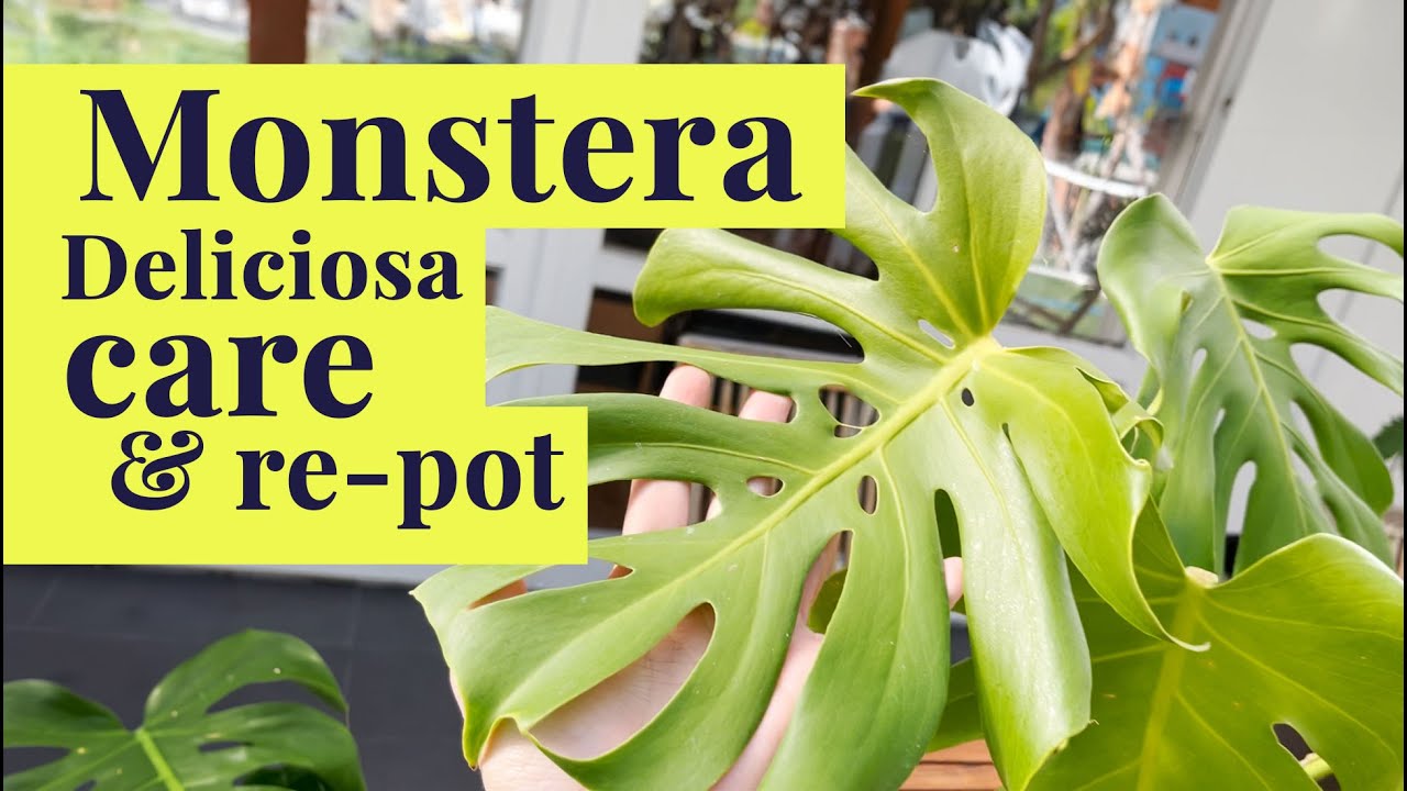 🌿 Mastering Monstera: Care & Repotting 🌿 - YouTube