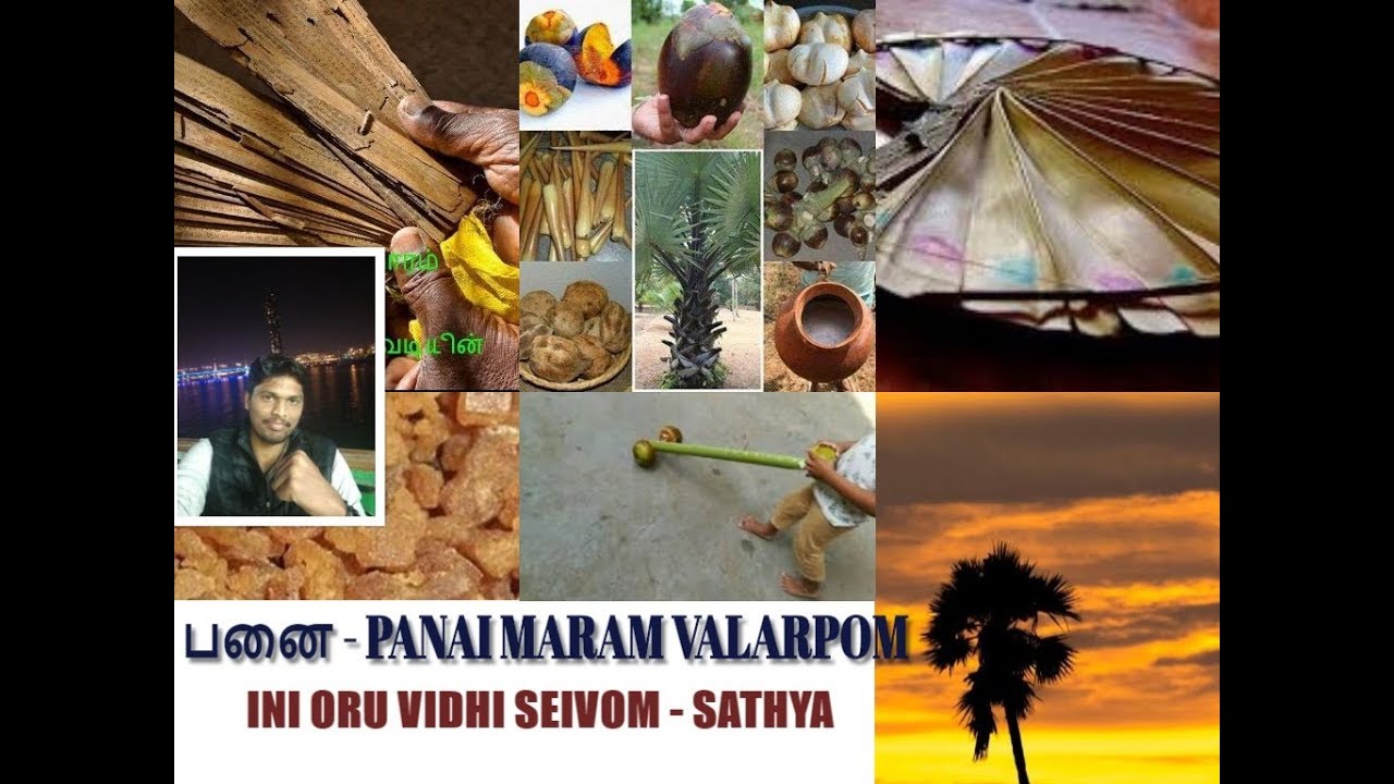 PANAI MARAM VALARPOM|INI ORU VIDHI SEIVOM|SATHYA - YouTube