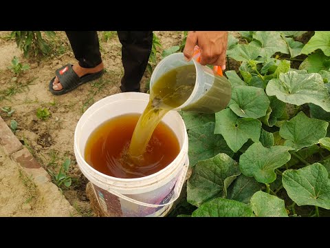 Why Smart Gardeners are Putting Baking Soda and Sugar on Their Plants