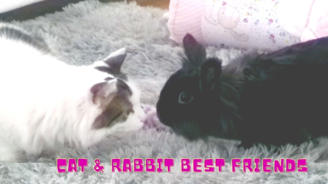cat and rabbit the best of Binky & Shroom - YouTube