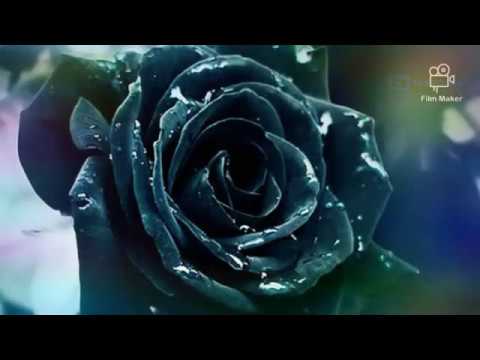 Qora atir gul - YouTube