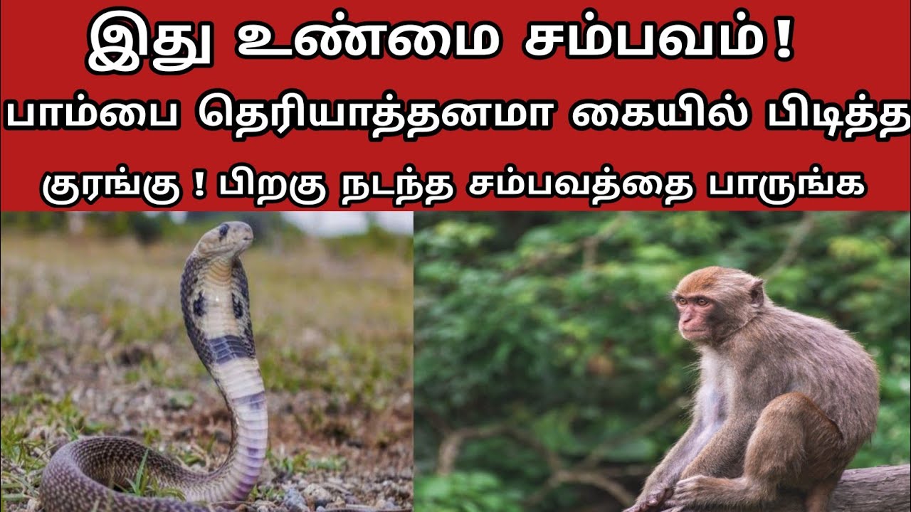 பாம்பை தெரியாத்தனமா கையில் பிடித்த குரங்கு பிறகு நடந்த சம்பவத்தை ...