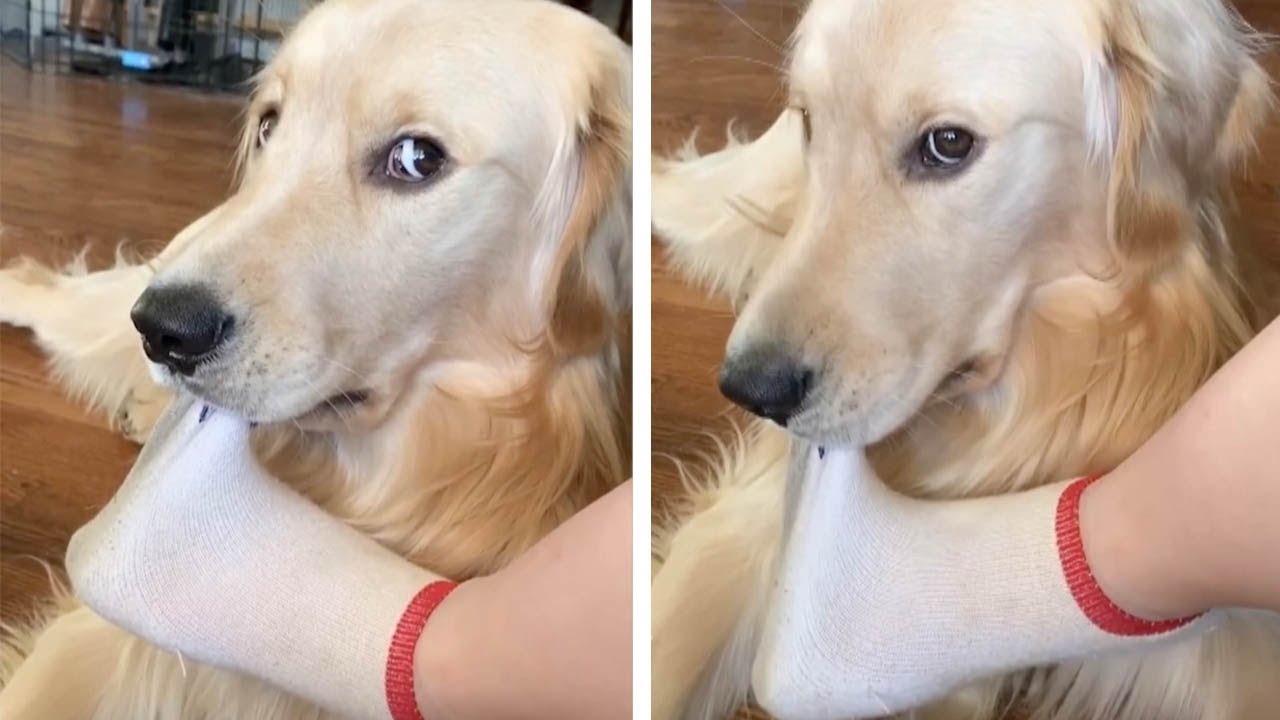 Cheeky Pooch Tries To Steal Sock Off Owner's Foot - YouTube