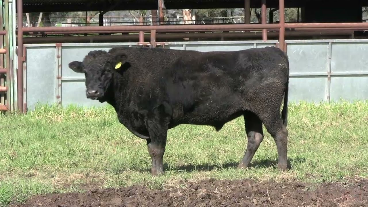 LOT 8 - SUMO CATTLE CO SHIGESHIGENAMI Q07 - YouTube