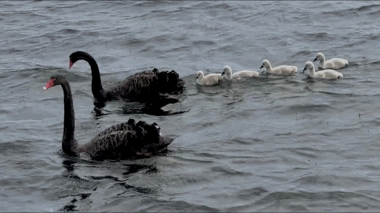 Swan’s family - Baby white swans with their black parents @lakepupuke ...