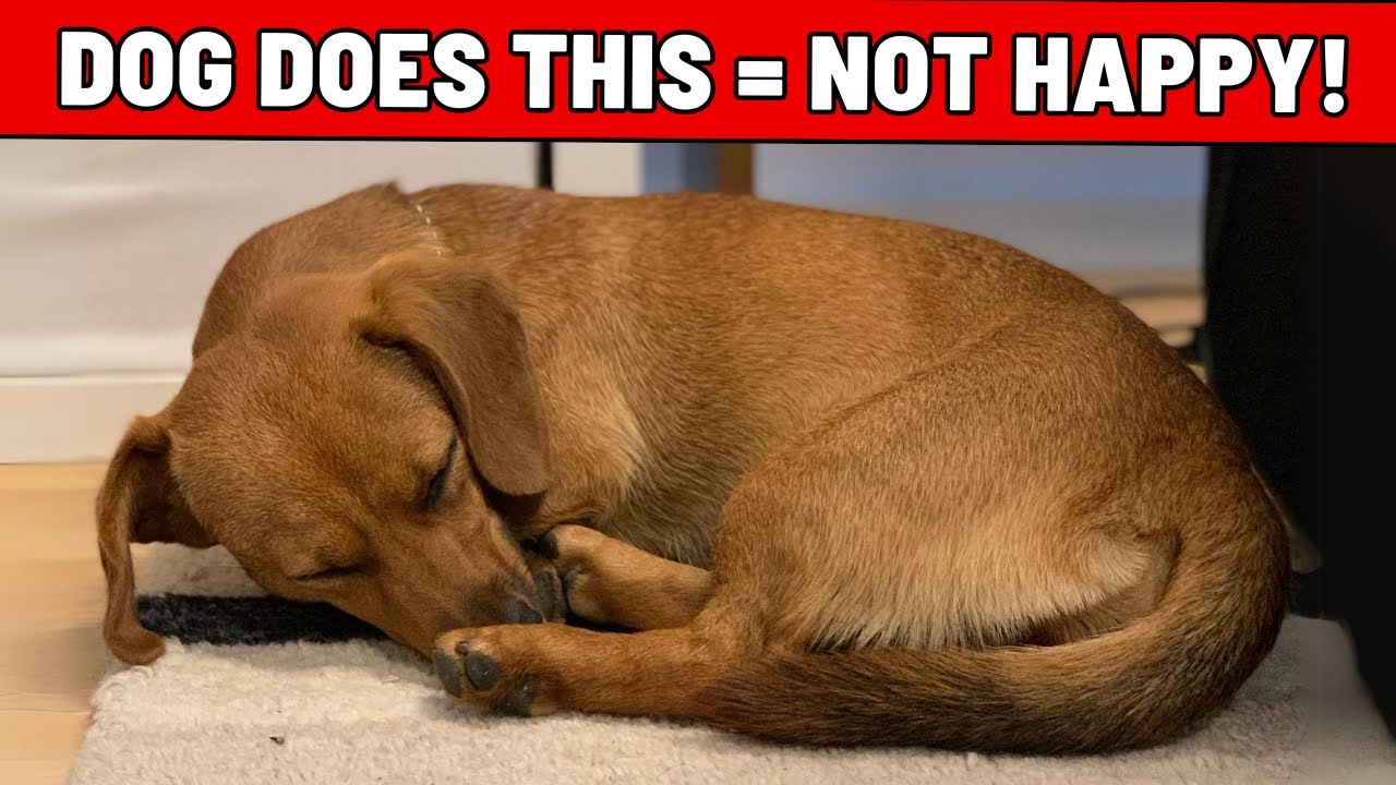 7 Unmistakable Signs Your Dog Is Unhappy - Never Ignore! - YouTube
