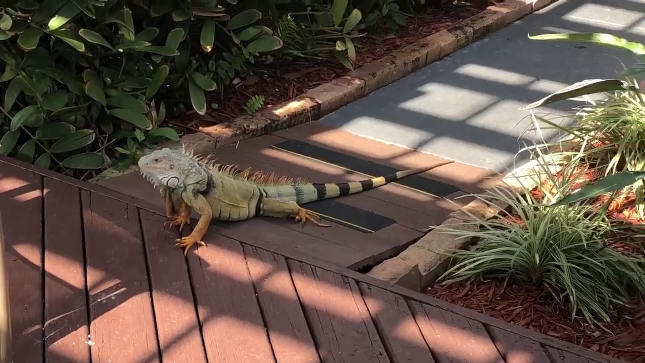 Beautiful Iguana in Key West - YouTube
