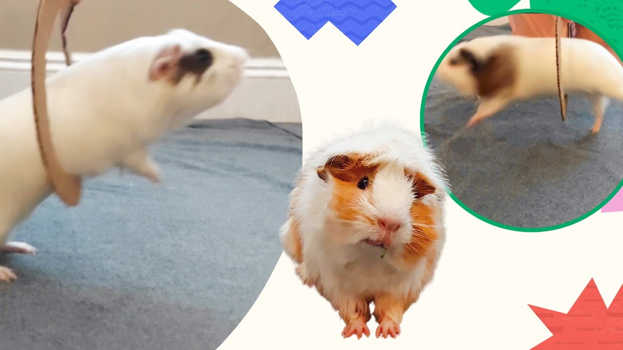 How to Train your Guinea Pig to Jump Through a Hoo in 2 Minutes! - YouTube