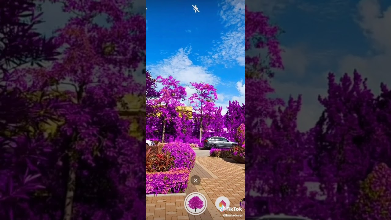 Purple paradise - YouTube