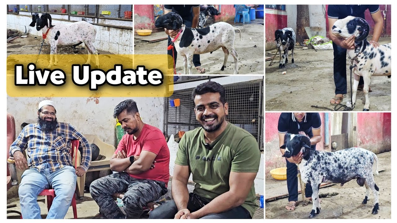 Alpine Colour kabra Vilayati Sheep for Sale at STAR GOATS FARM Asif STD ...