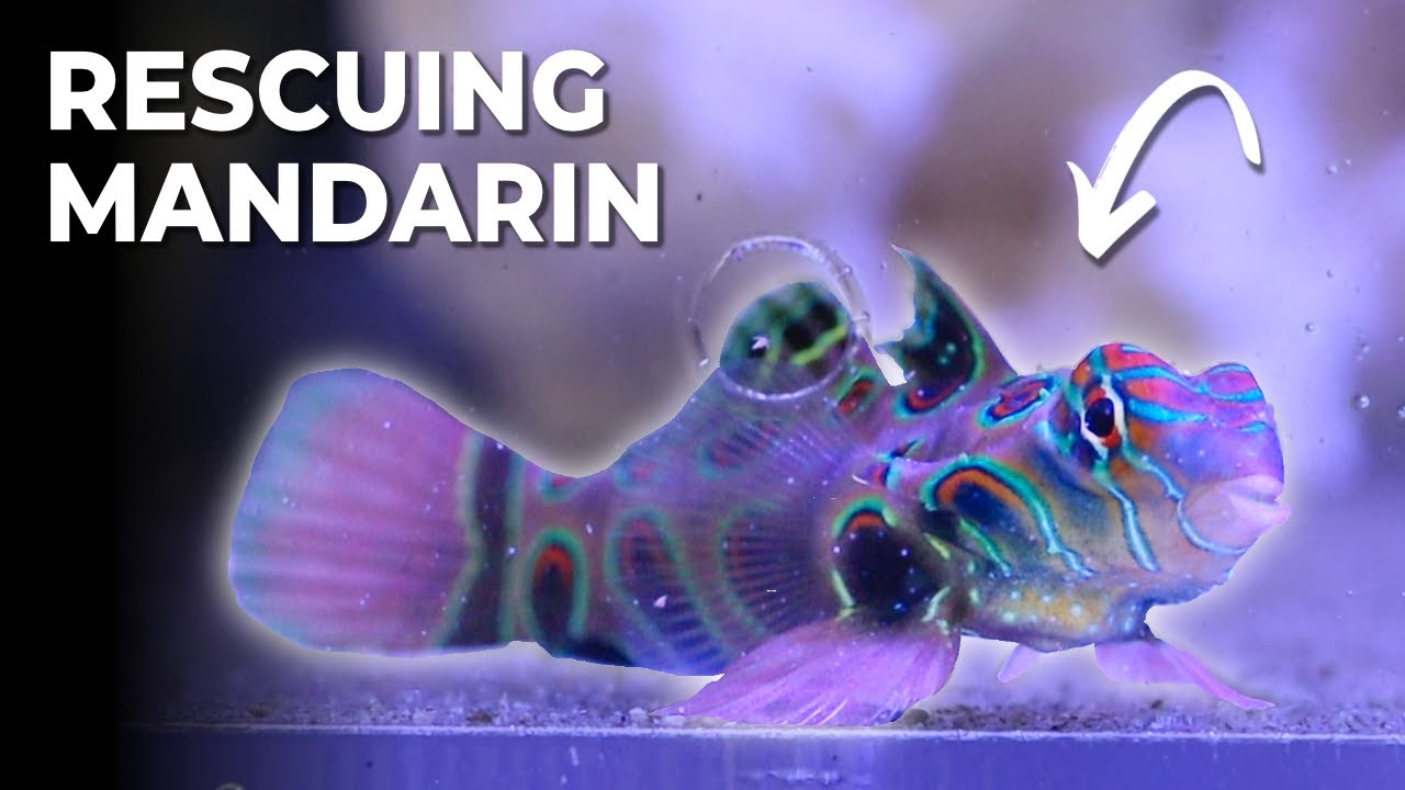 Rescuing Malnourished Green Spotted Mandarin Fish (It didn't end well) | Blue Reef Tank - YouTube