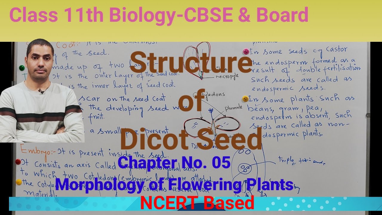Structure of Dicot Seed Class 11th Biology|NCERT - YouTube